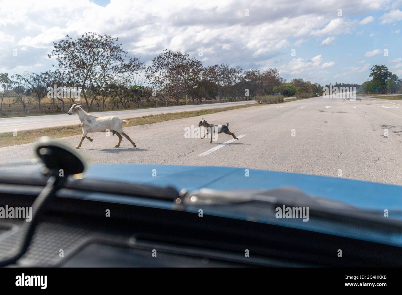 Highway crossing animal hi-res stock photography and images - Alamy