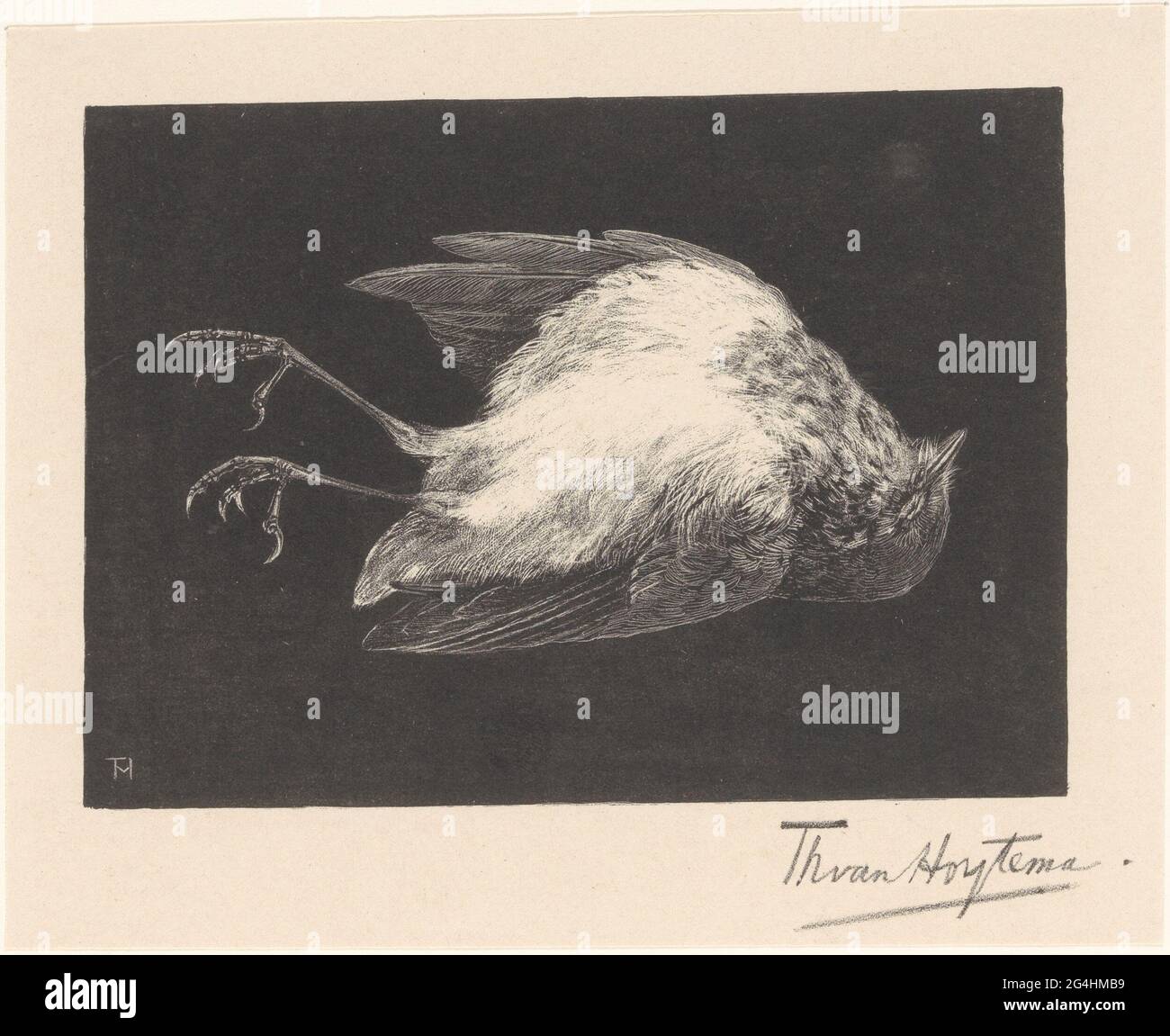 Dead robin Stock Photo - Alamy