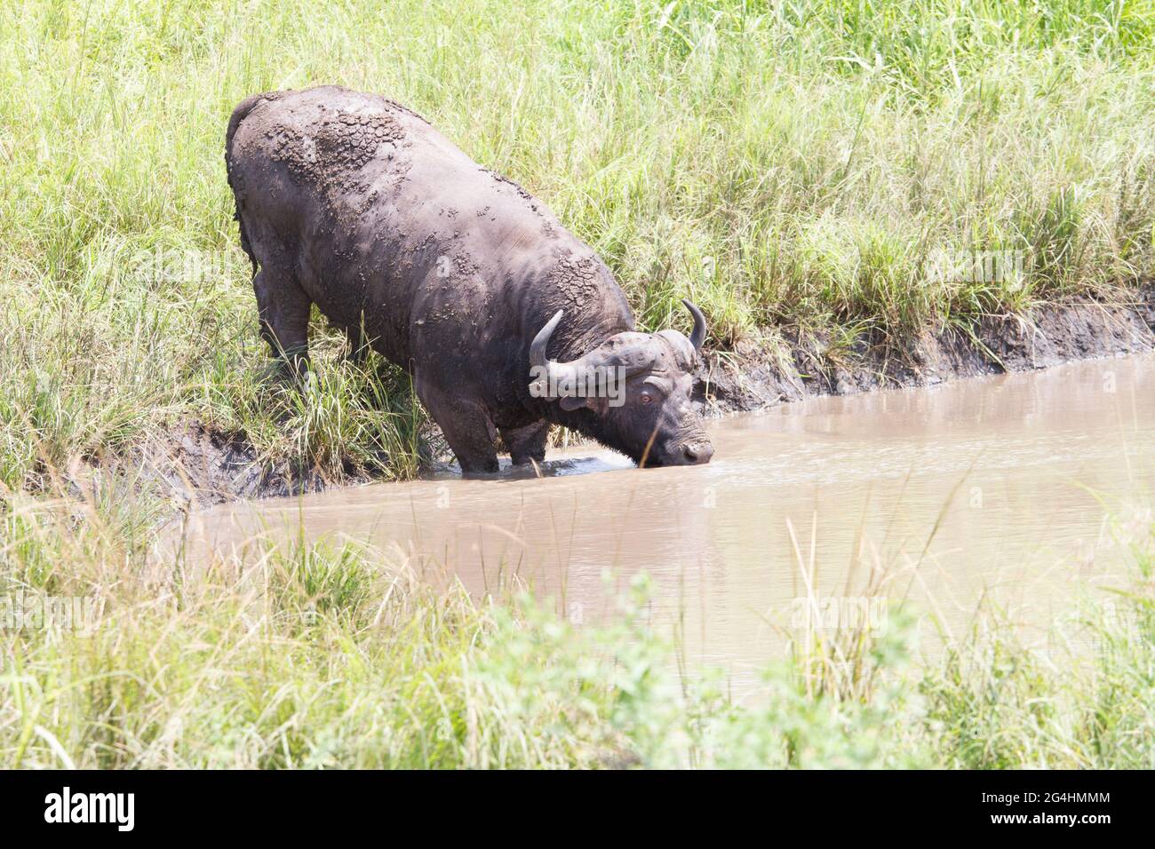 African Buffalo (Cape Buffalo) in Hluhluwe-Imfolozi Game Park, South ...
