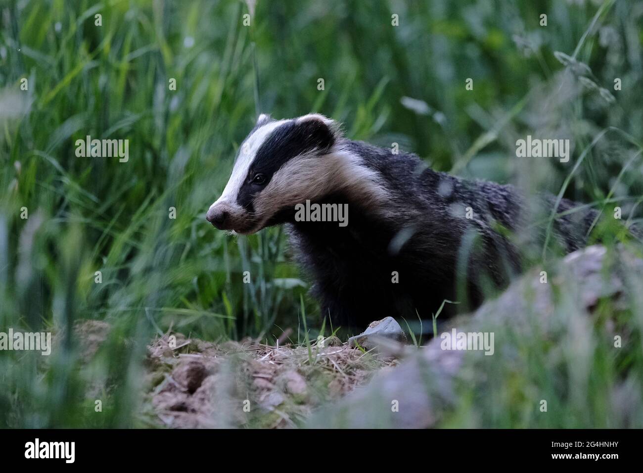 Scottish badgers hi-res stock photography and images - Alamy