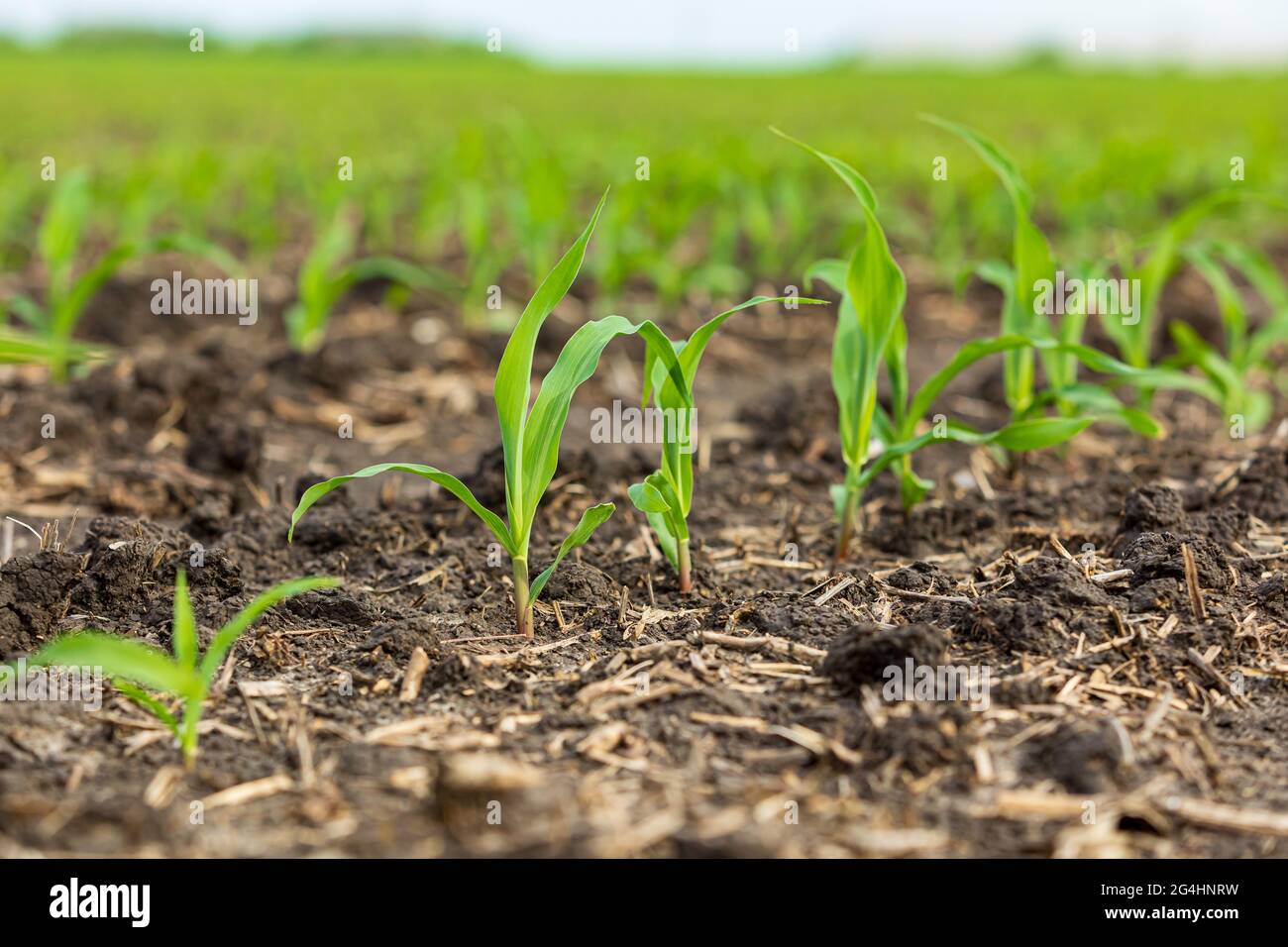 Corn crop farming hi-res stock photography and images - Alamy