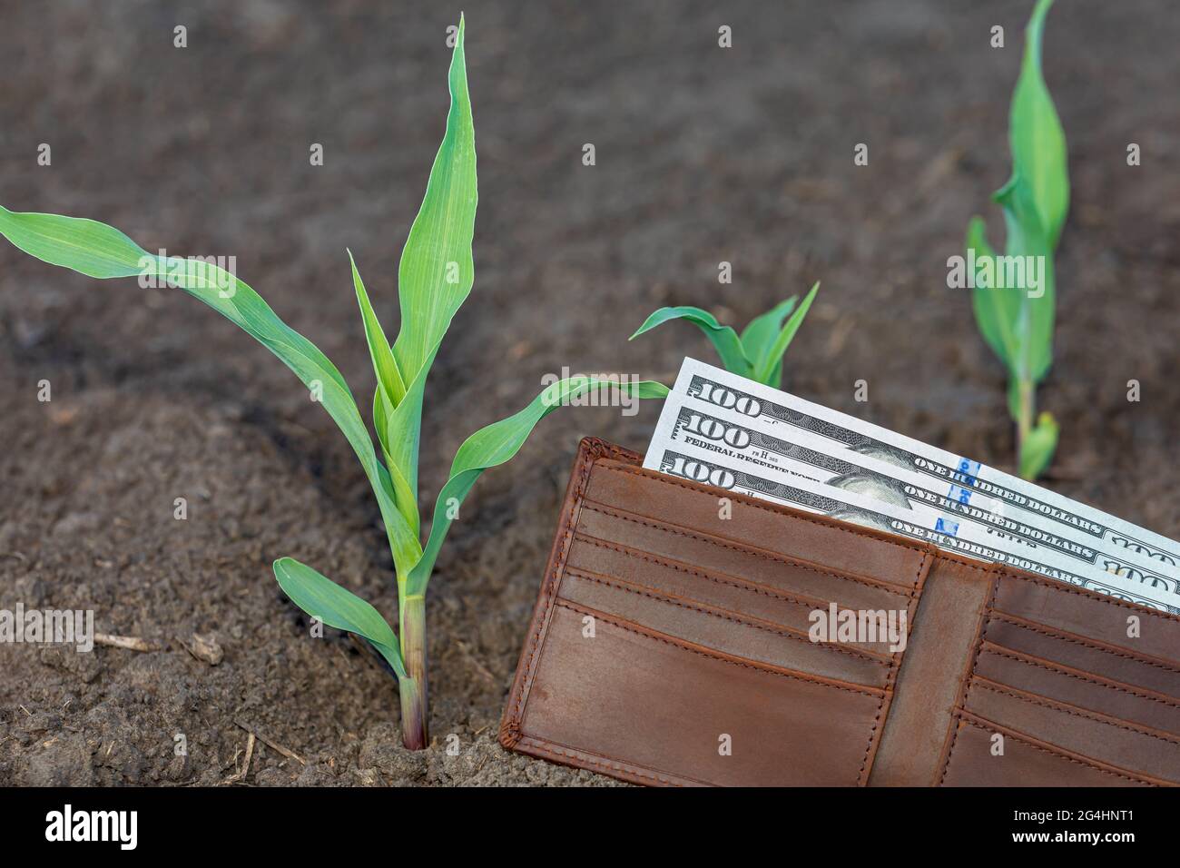 Corn plants and wallet with cash money in cornfield. Concept of corn ...