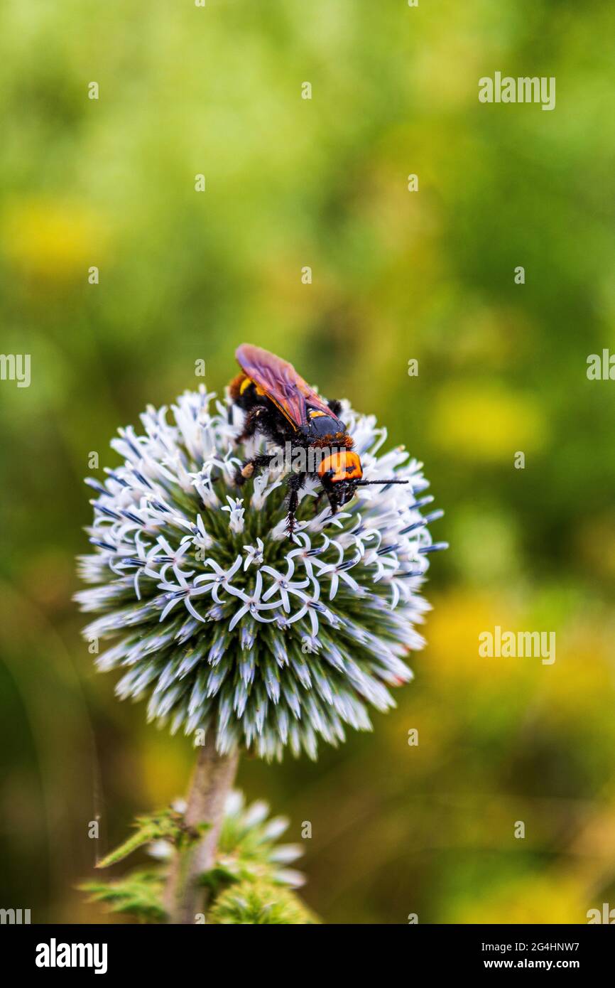 Flower and wasp hi-res stock photography and images - Alamy