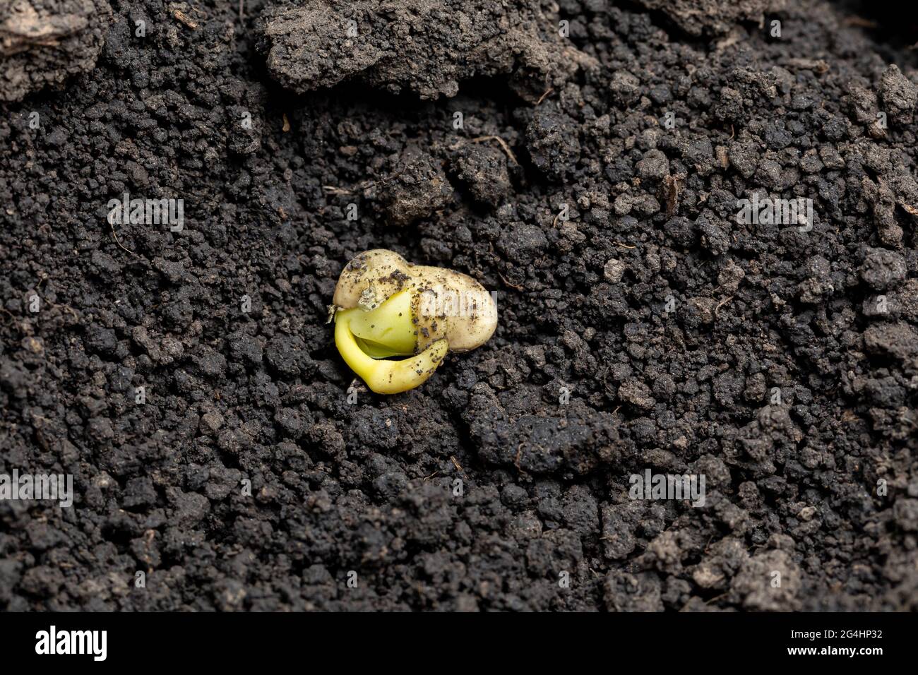 Soybean Seed Germination