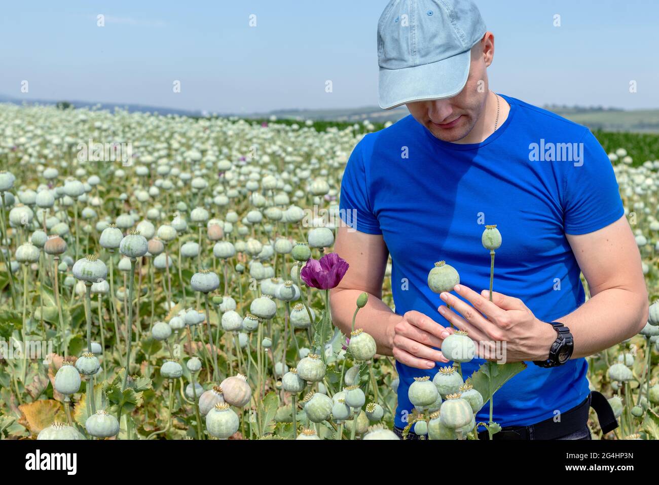 Agronomist or farmer in the poppy field examining crop. Checking the ...
