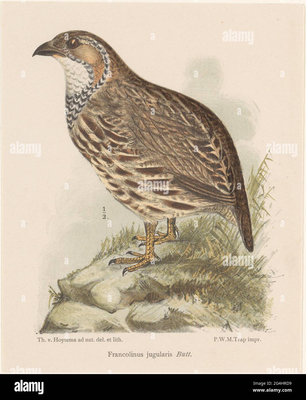 Francolinus jugularis hi-res stock photography and images - Alamy