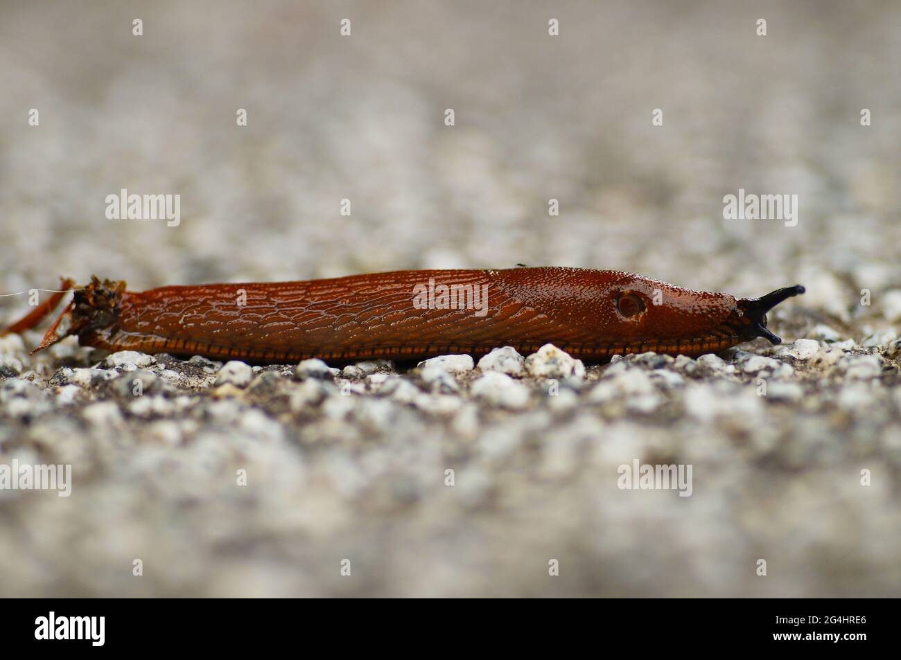 Invasive pest hi-res stock photography and images - Alamy