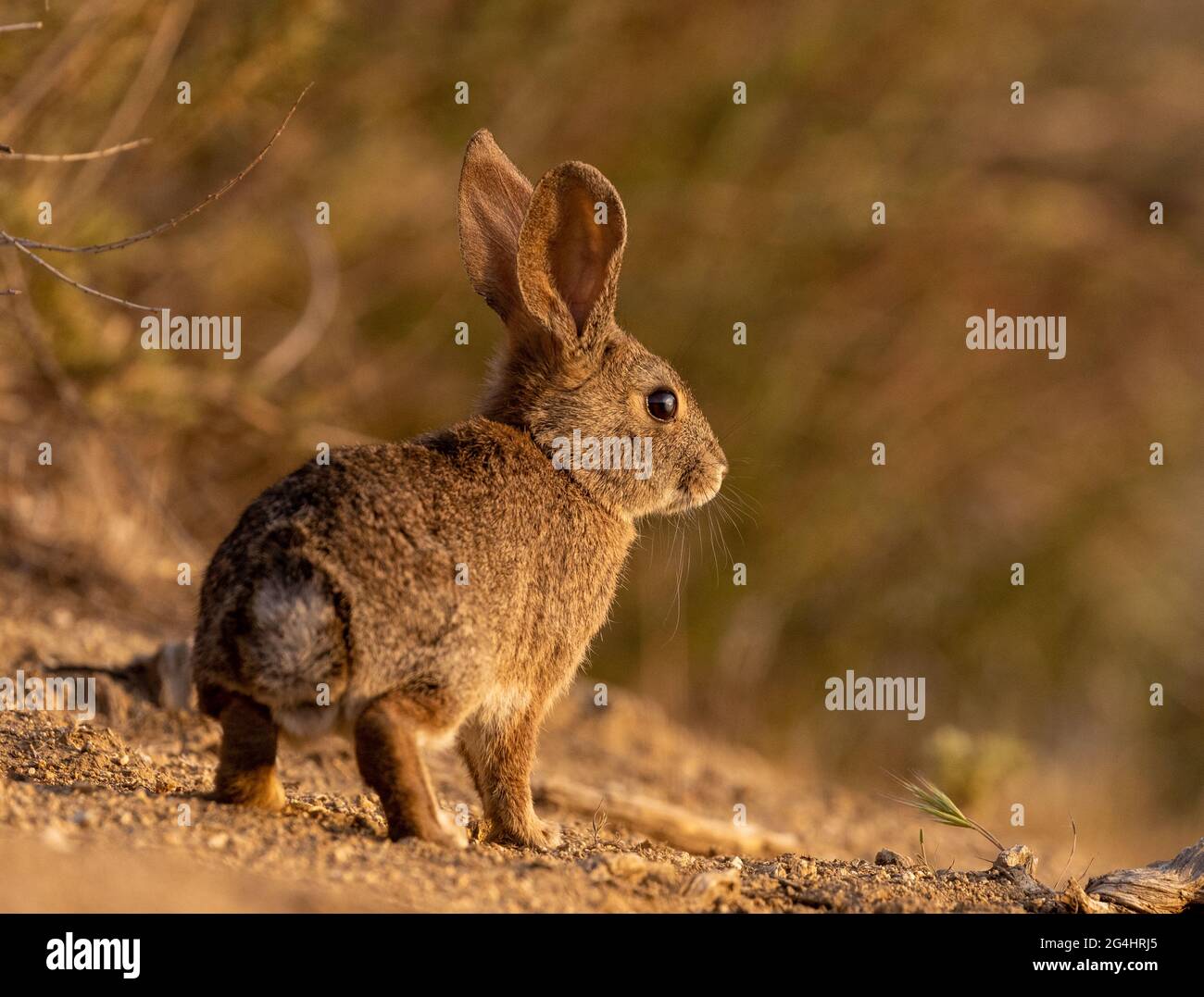 Wild rabbit 2021 hi-res stock photography and images - Alamy