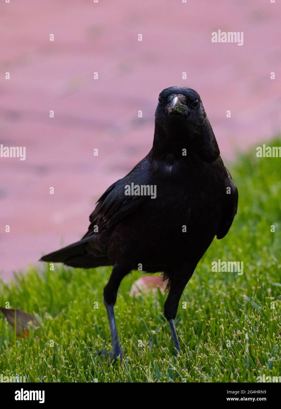 Common crow on the ground Stock Photo - Alamy