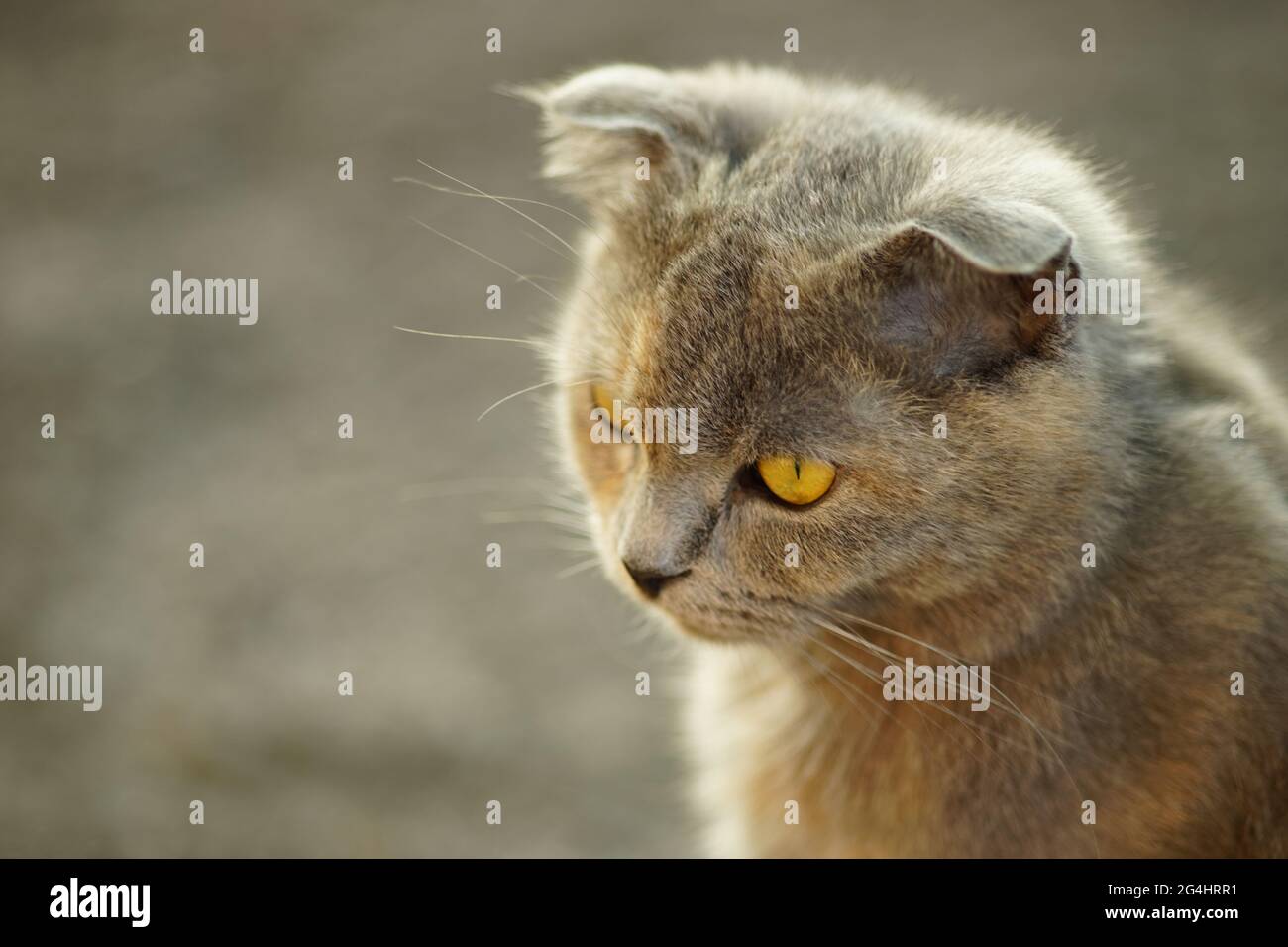 turtle british cat close up face portrait Stock Photo - Alamy