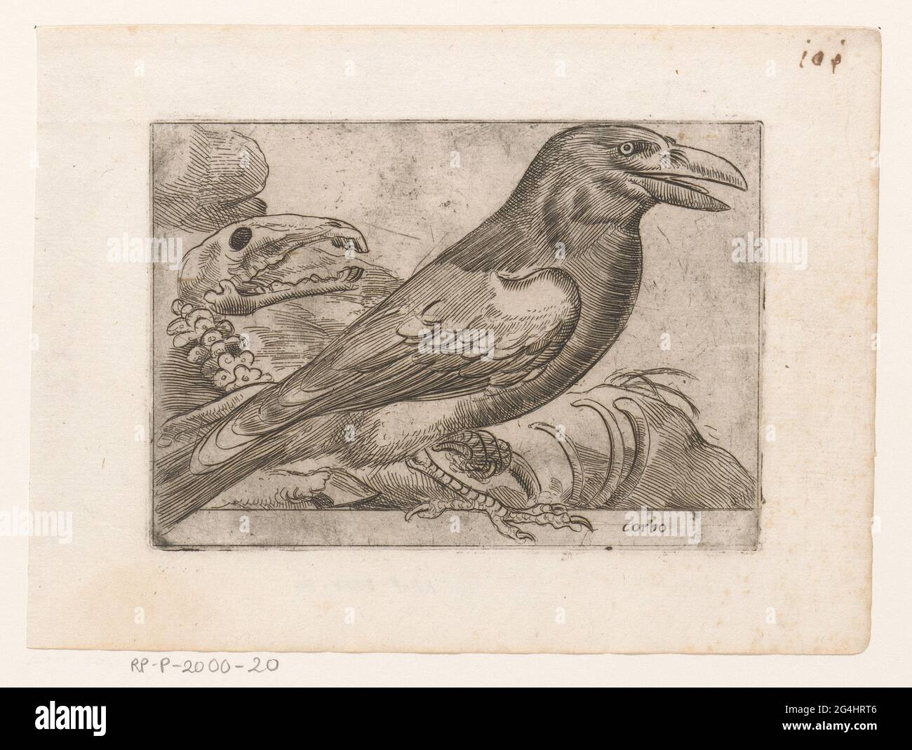 Bird; Corbo; Birds. Bird, right, for a skeleton of a dead animal Stock ...