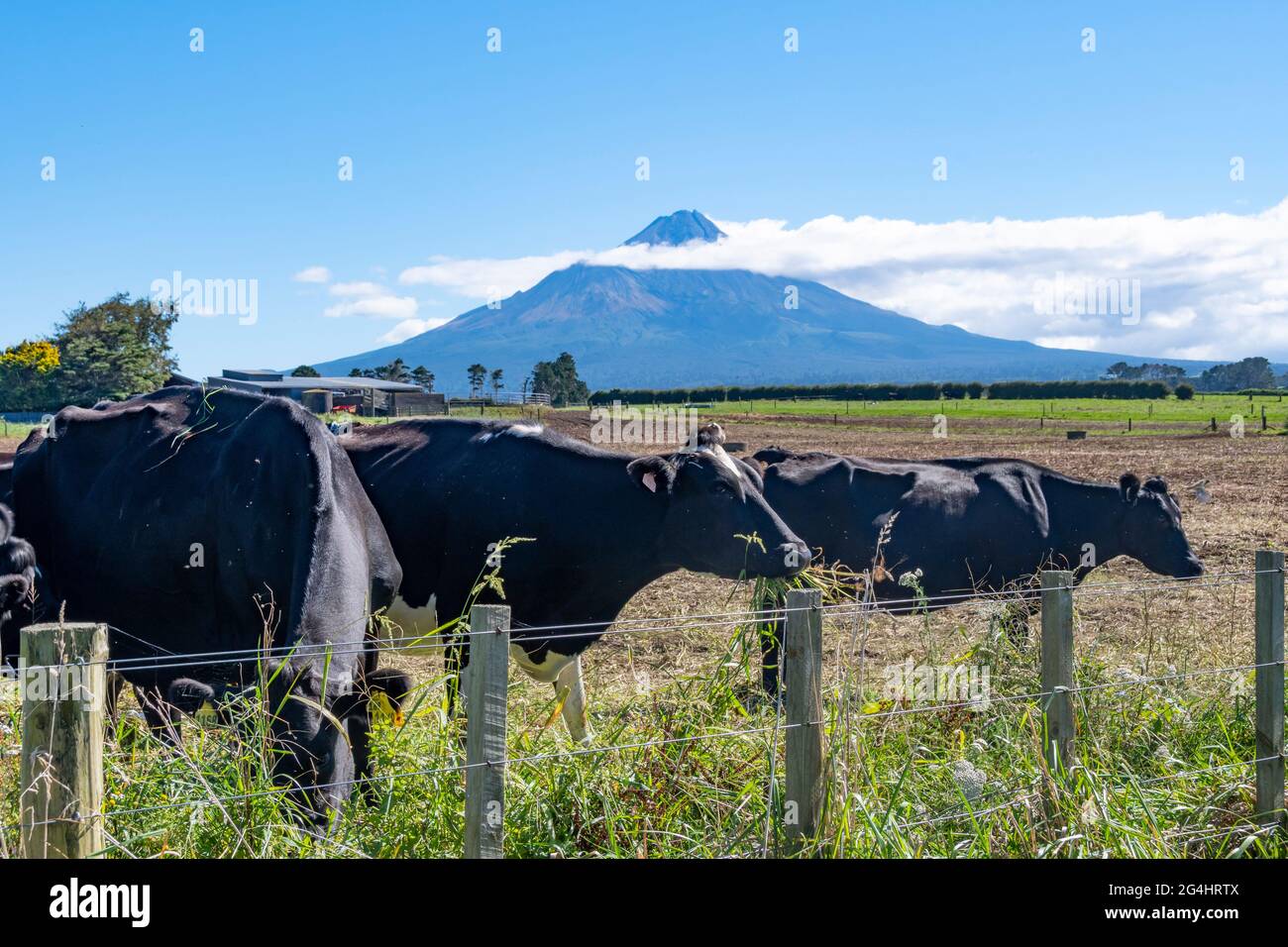 Dairy farming new zealand hi-res stock photography and images - Alamy