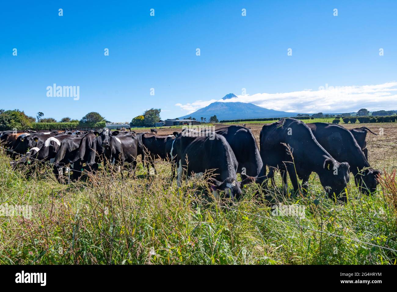 Dairy farming new zealand hi-res stock photography and images - Alamy