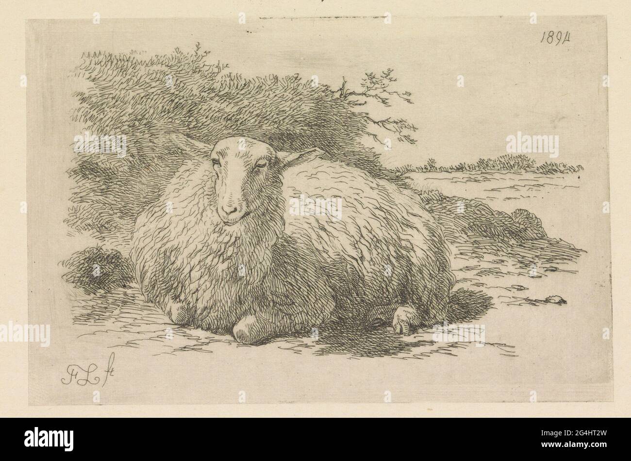 Seen lying sheep from the front. Seen a landscape sheep, oblique from ...