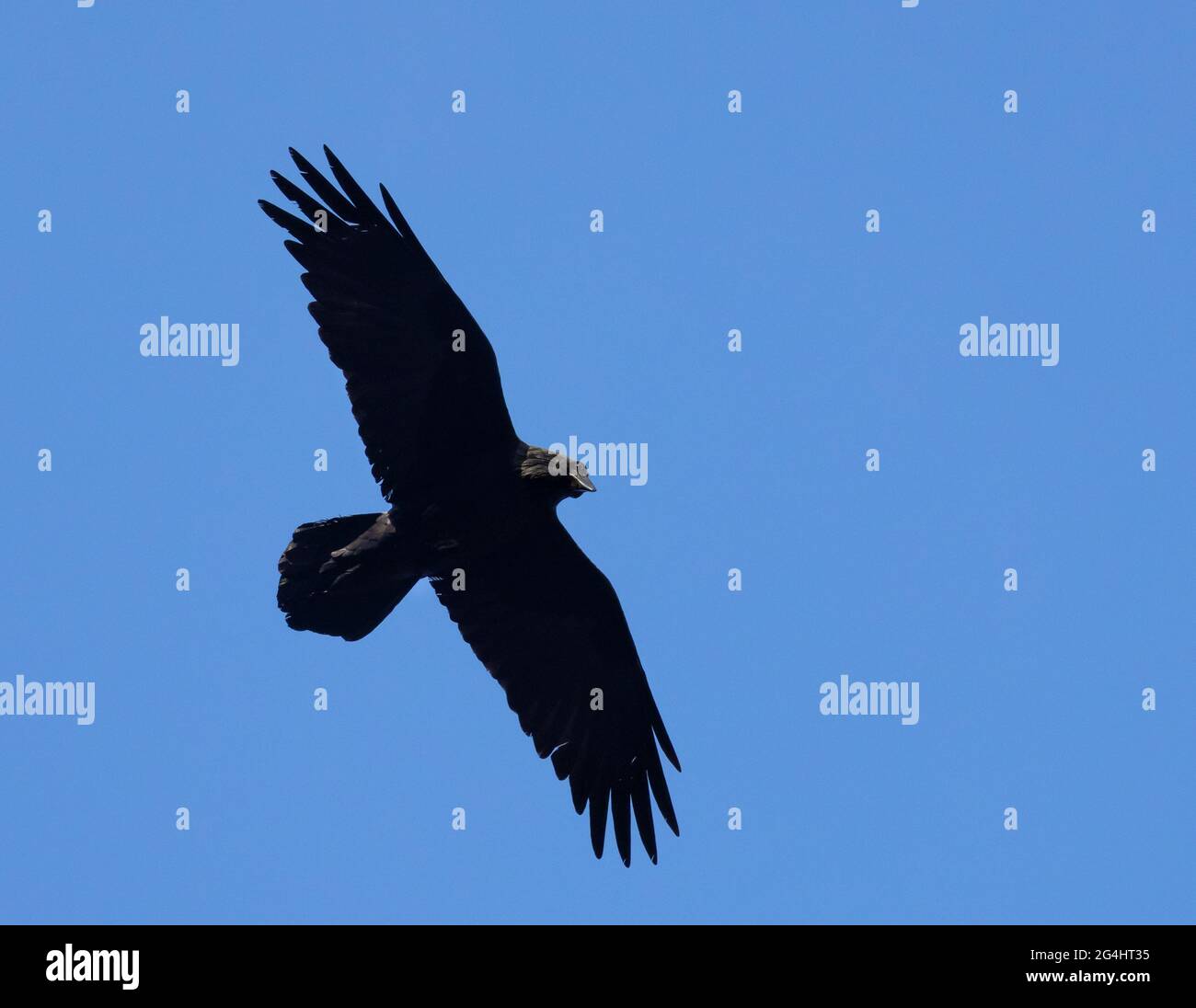 Raven flying hi-res stock photography and images - Alamy