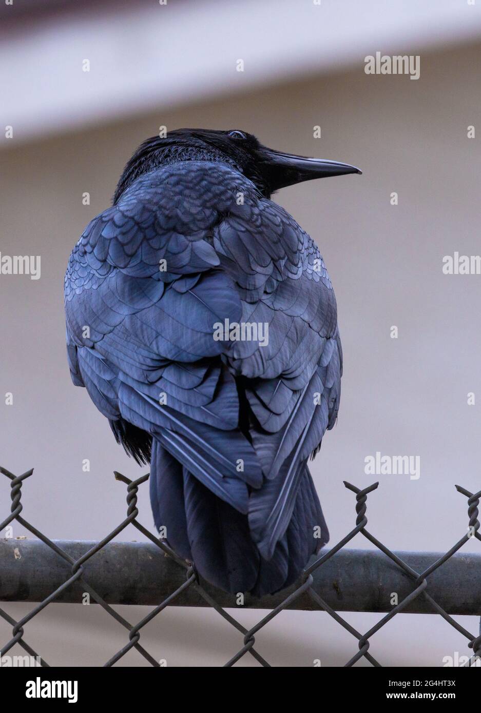 The crow and the raven hi-res stock photography and images - Alamy