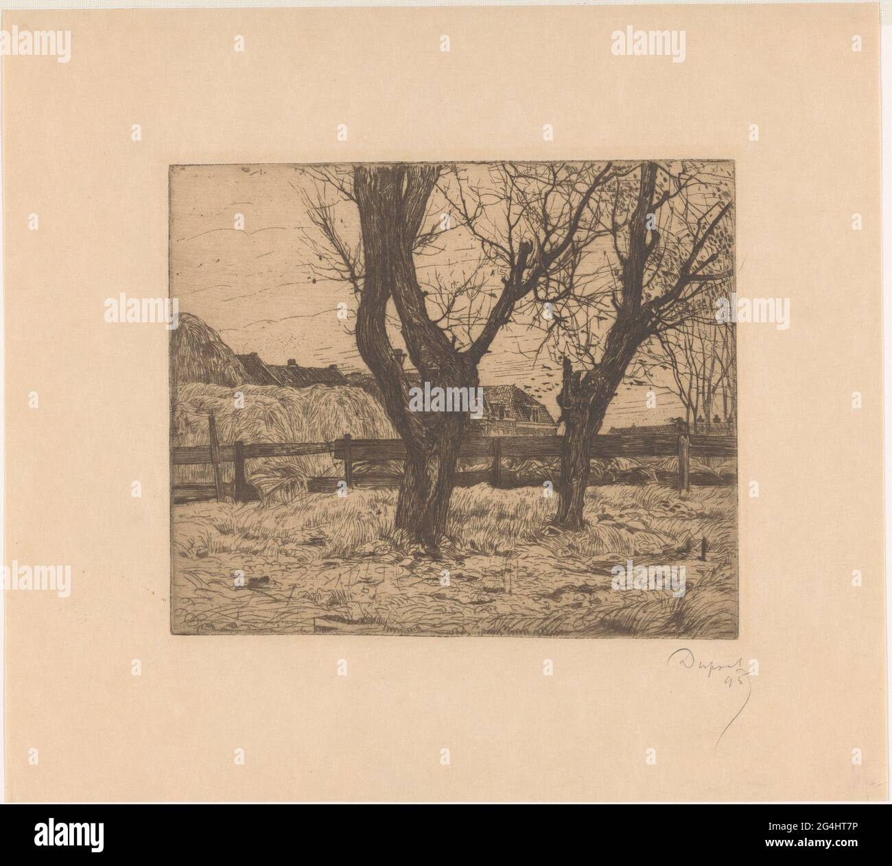 Pollard willows in a meadow. In the background a fence, stacks of hay ...