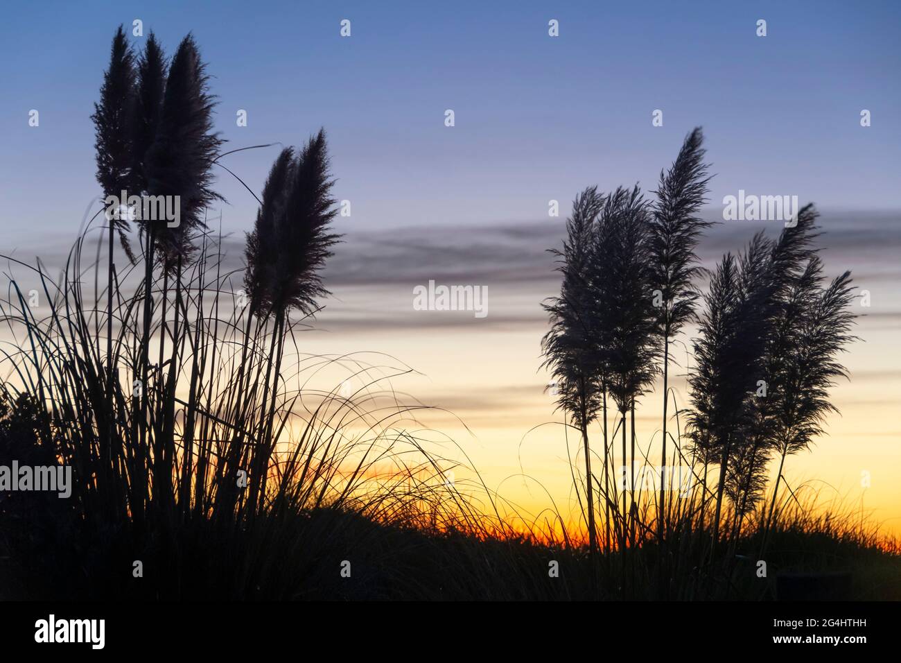 Pampas grass beach beach hi-res stock photography and images - Alamy