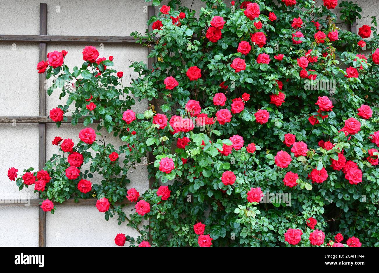 red roses on a house wall Stock Photo - Alamy