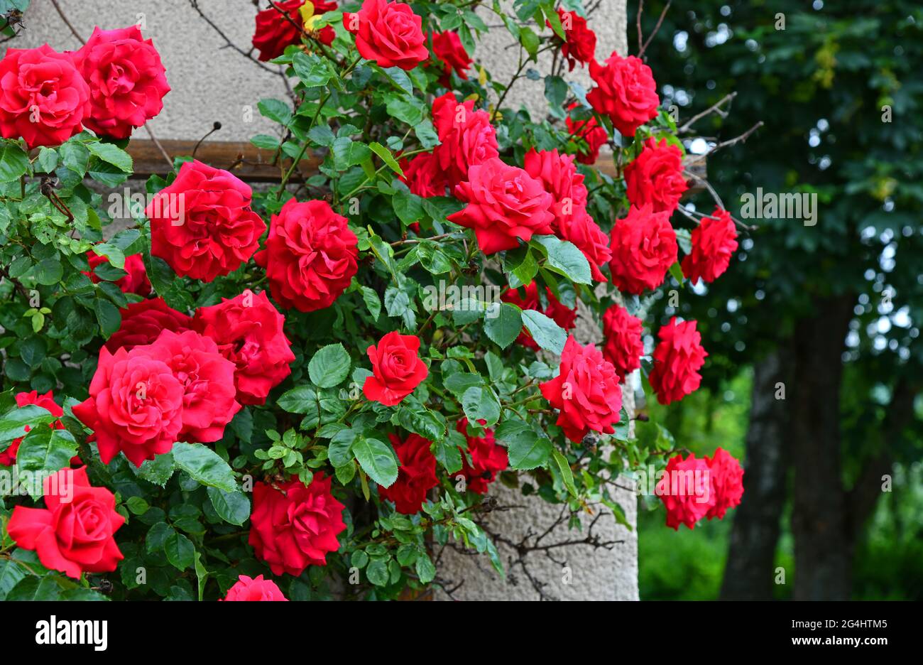 Roses on the house hi-res stock photography and images - Alamy