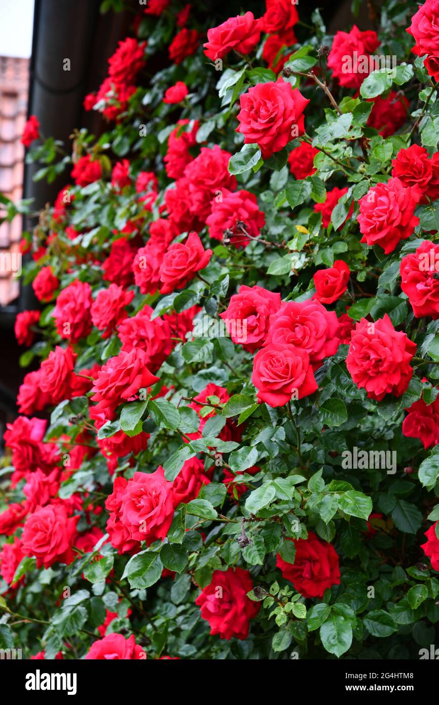 Roses on the house hi-res stock photography and images - Alamy
