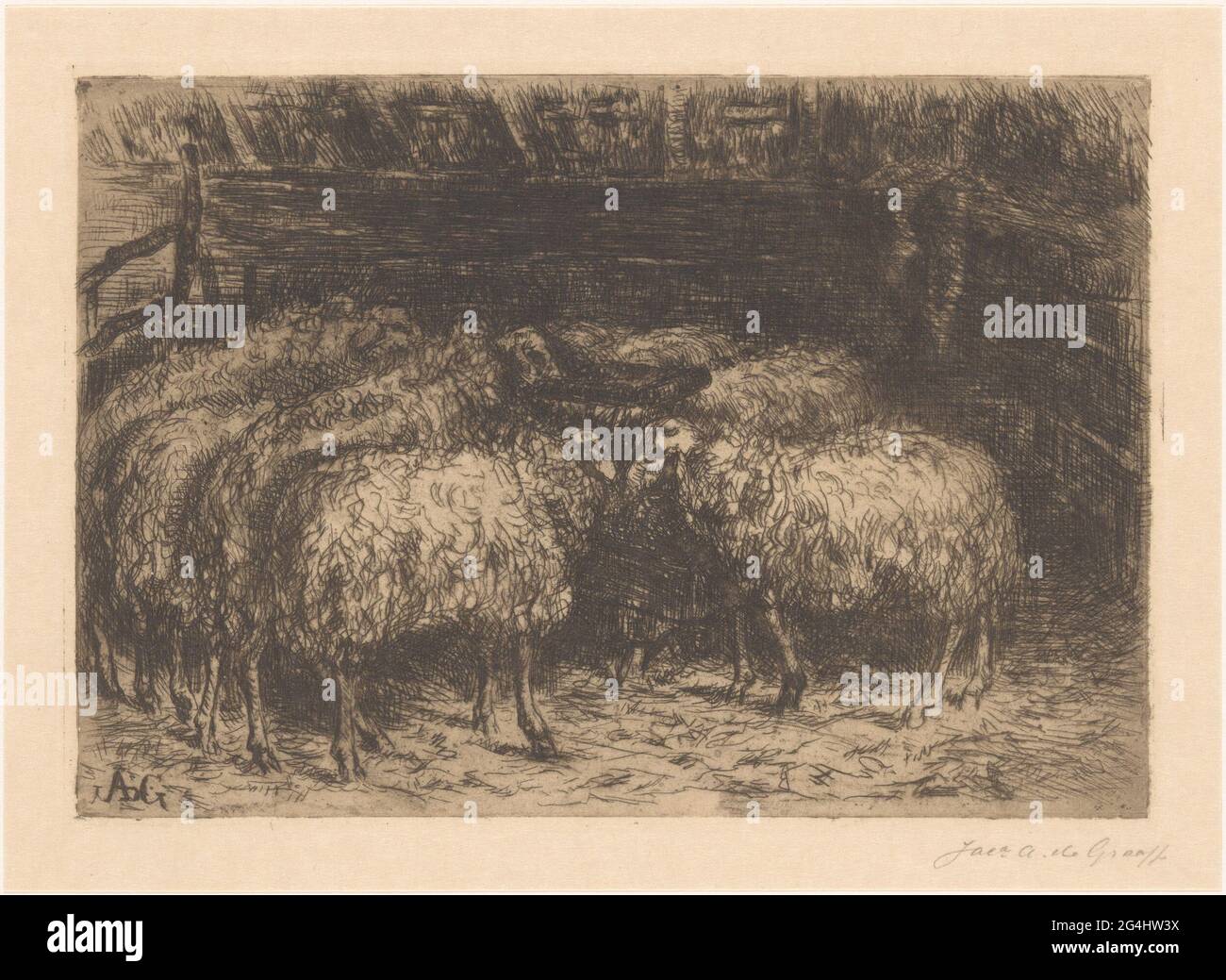 Sheep in a stable Stock Photo - Alamy
