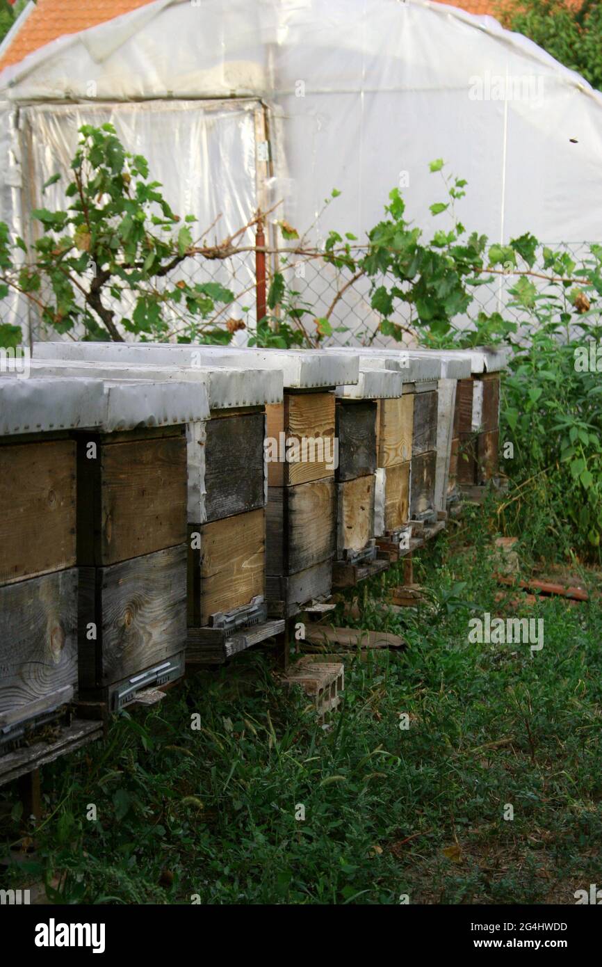 Bee house/ apiary Stock Photo - Alamy