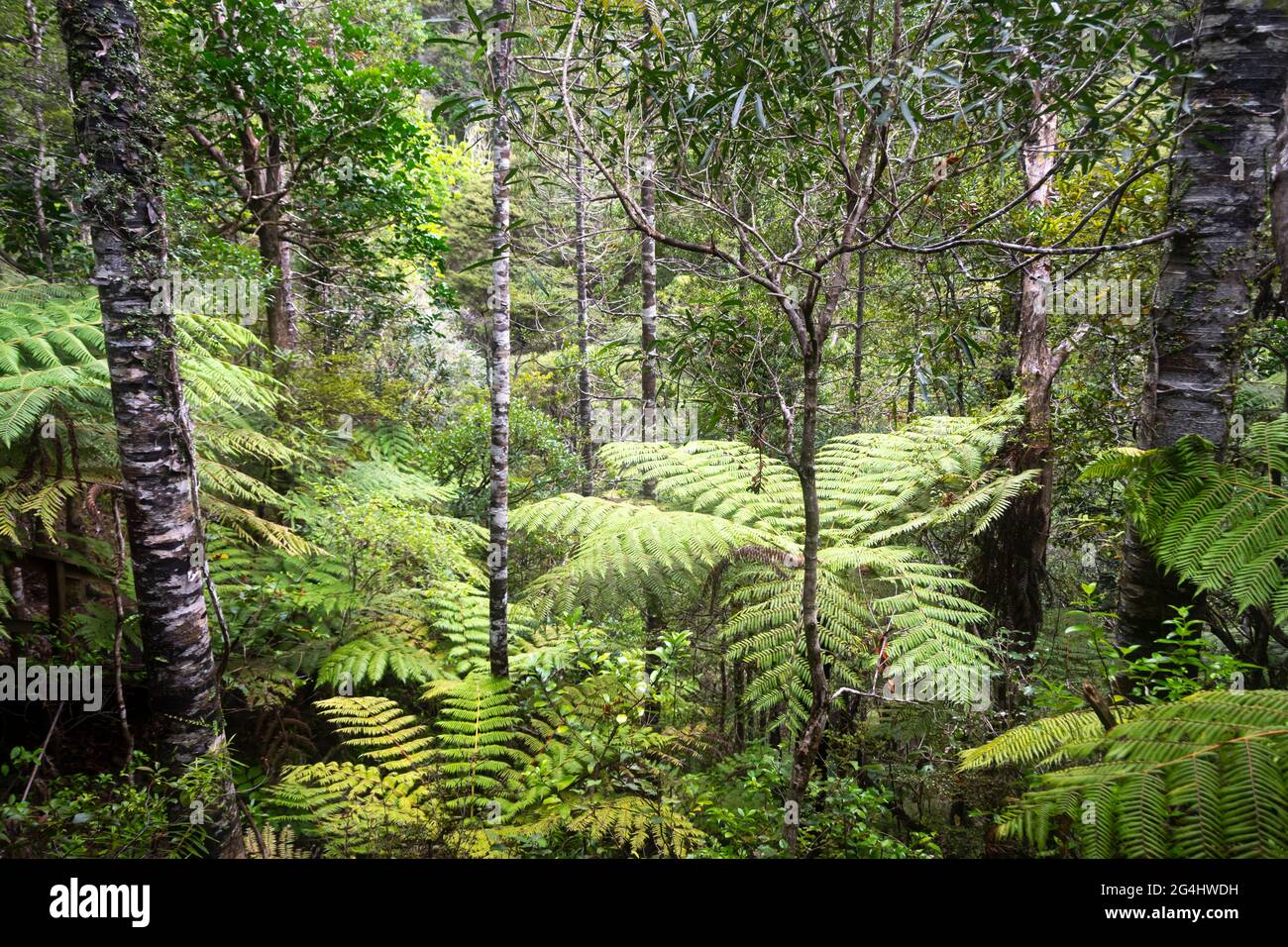 Ferns in forest near Port Fitzroy, Great Barrier Island, Hauraki Gulf ...