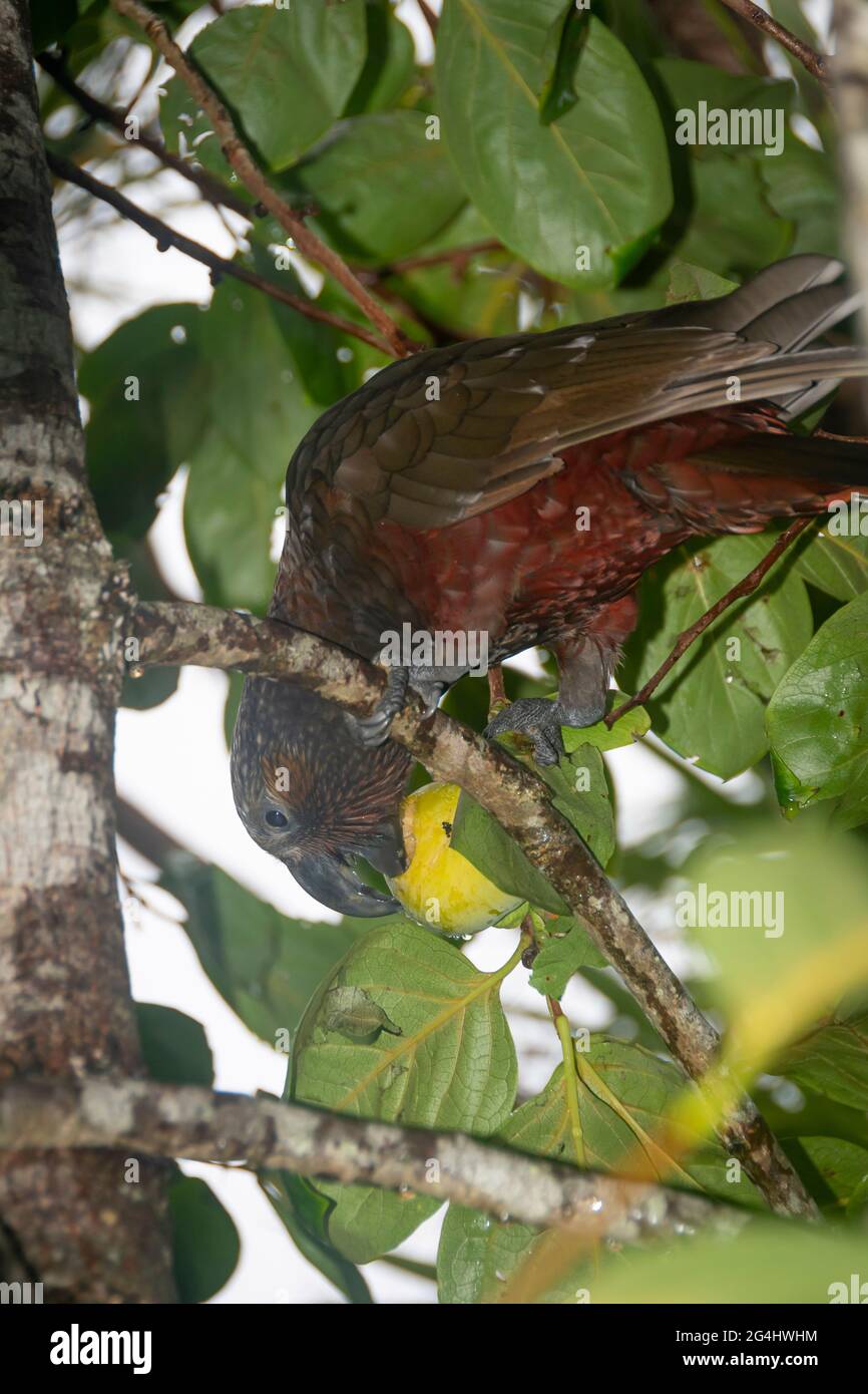 Kaka eating an apple in a tree, Port Fitzroy, Great Barrier Island ...