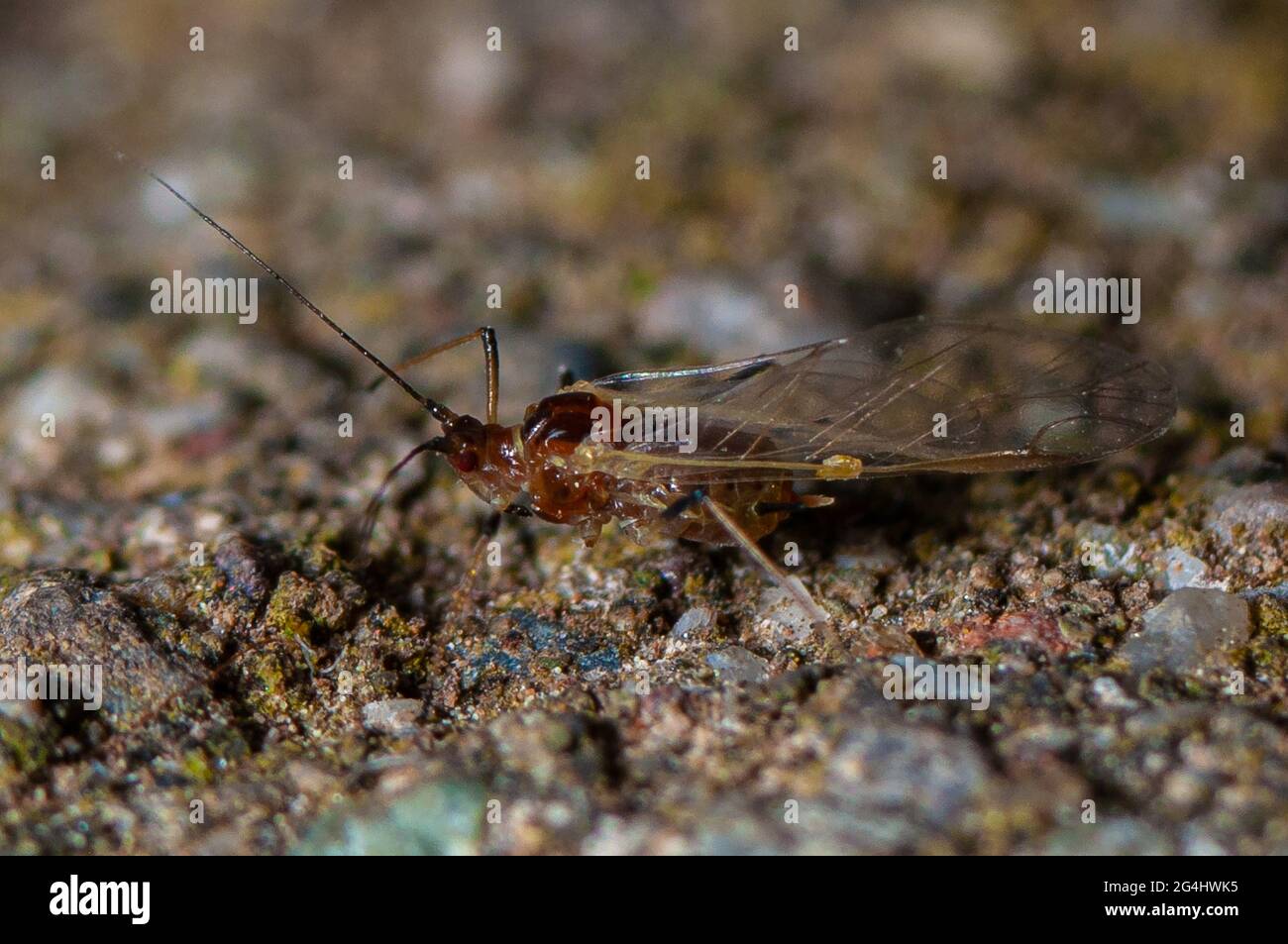 Adult greenfly with wings close-up macro Stock Photo - Alamy