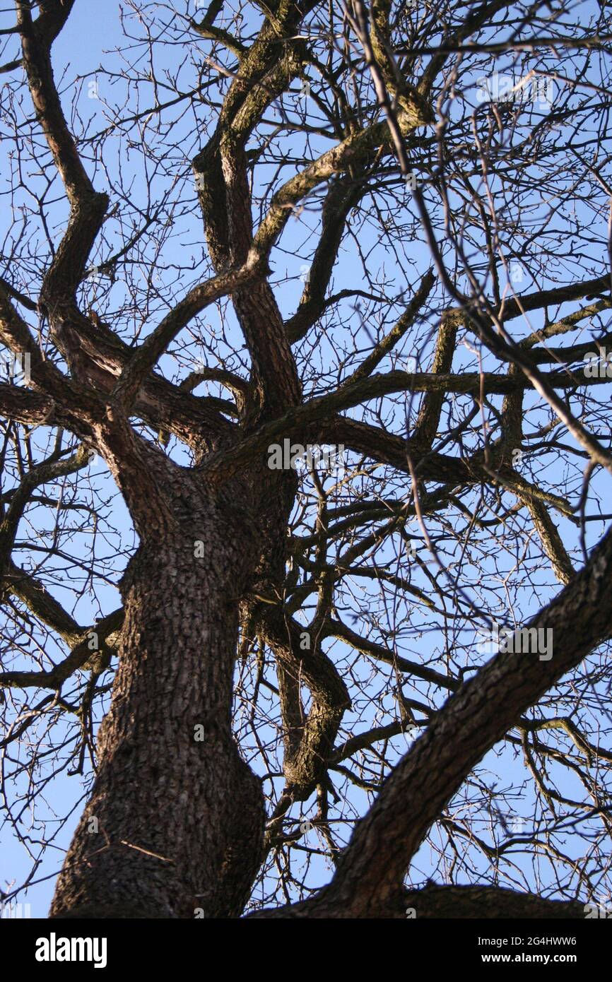Beautiful view from below the tree into its branches Stock Photo - Alamy
