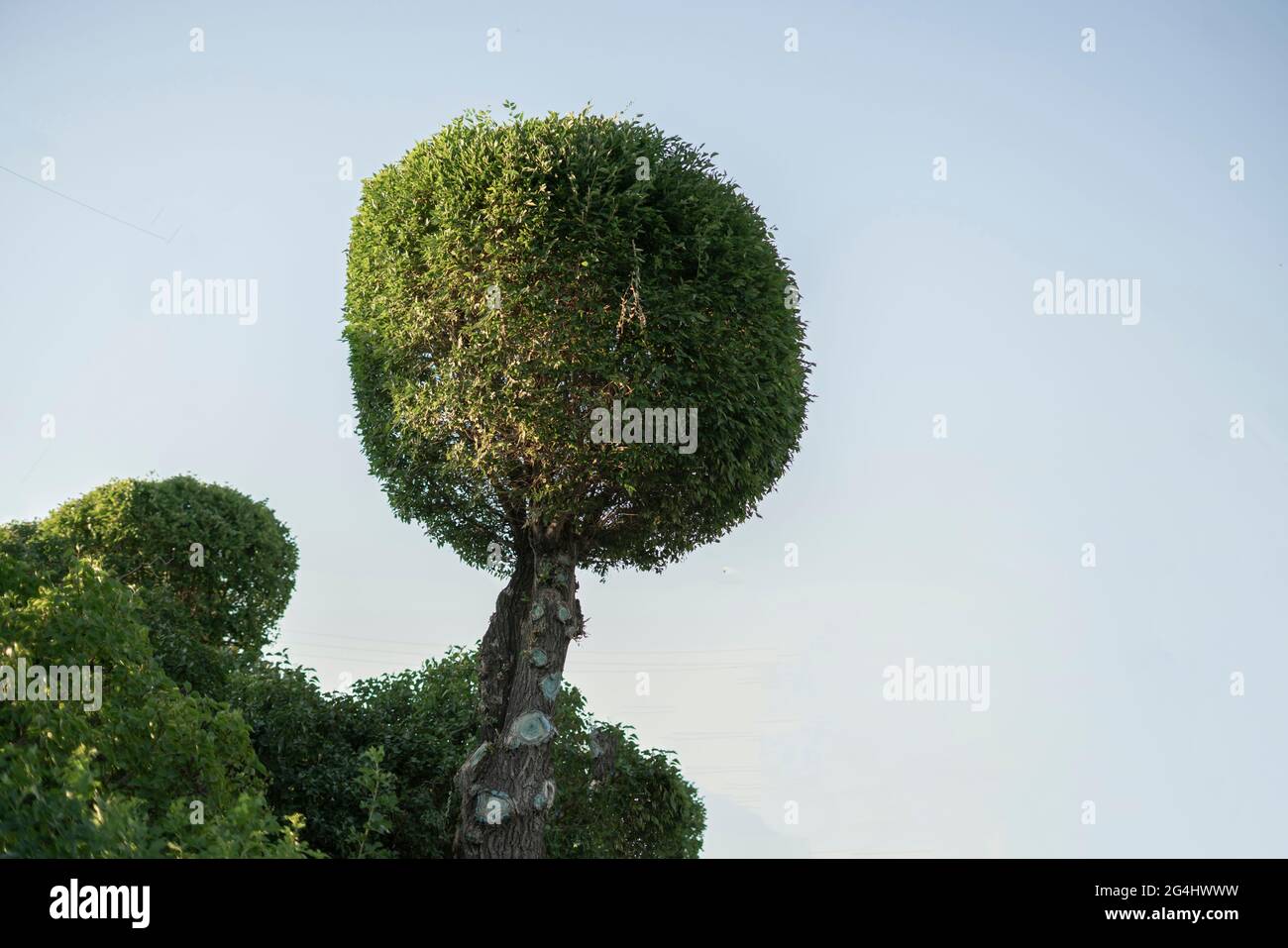 the rounded or ball shape tree outdoor, style cut form wood in the park ...
