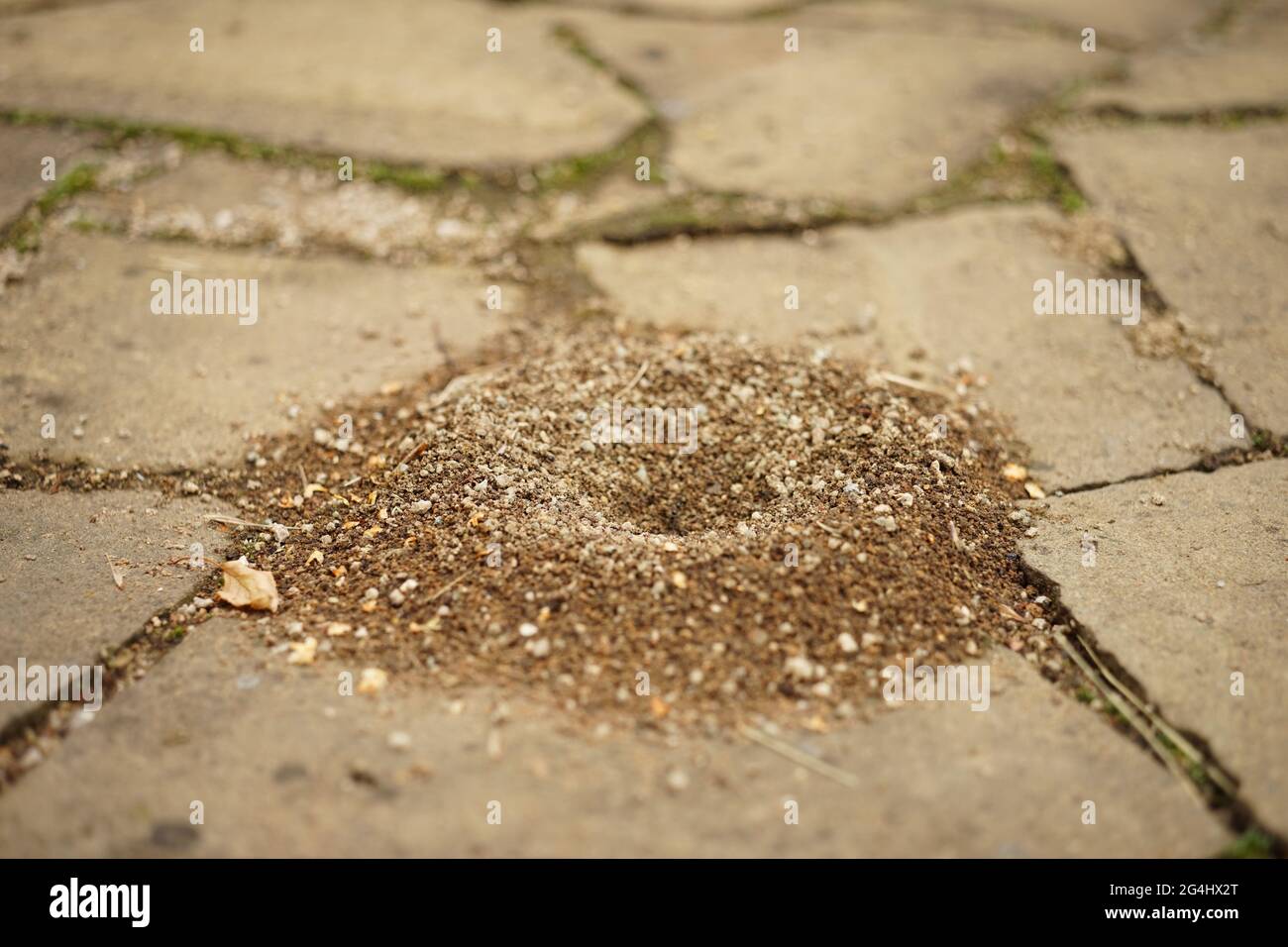 Small nests of ants in the stone floor of wild tiles Stock Photo - Alamy