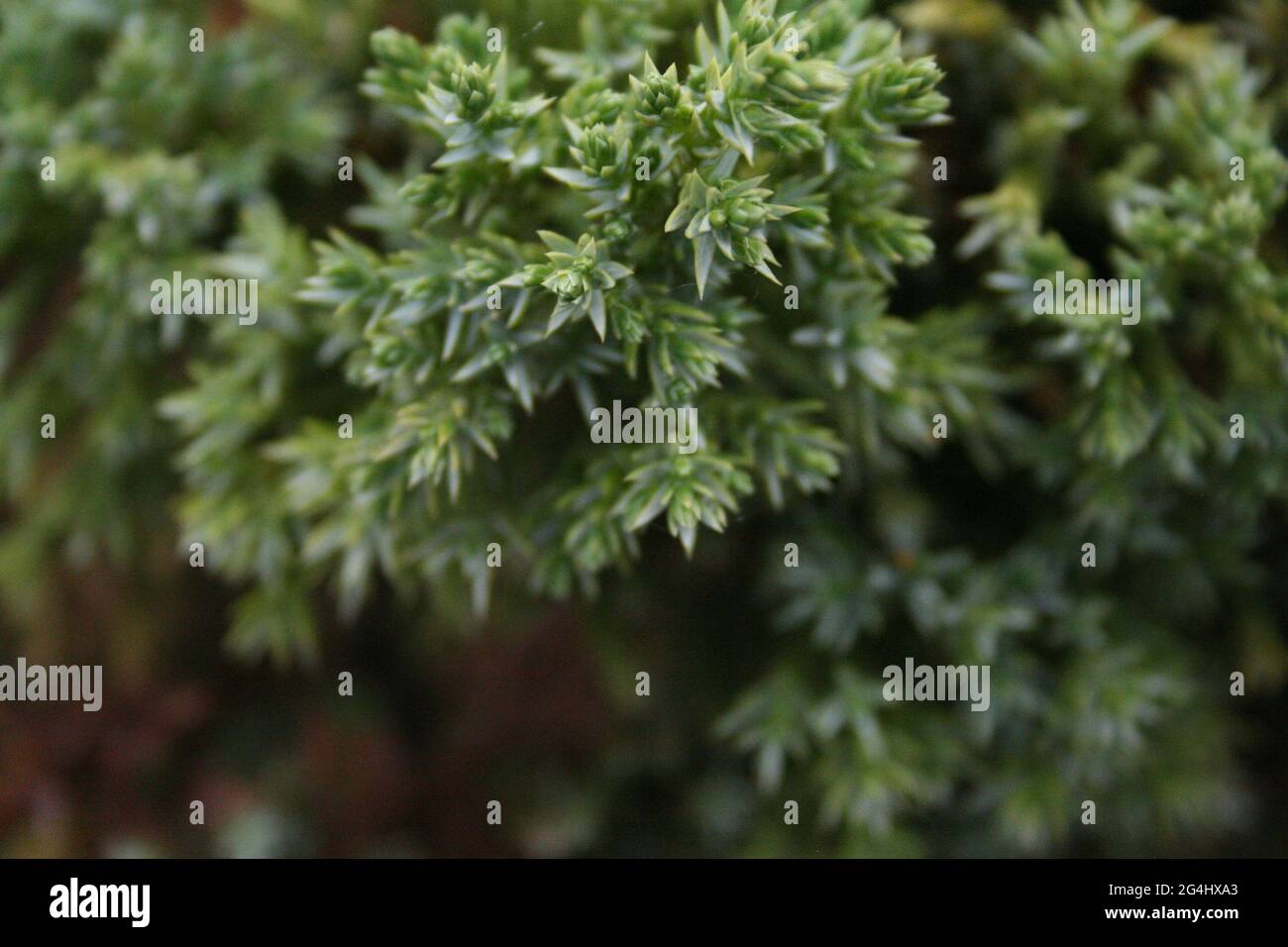 Close-up image of a shrubbery Stock Photo - Alamy