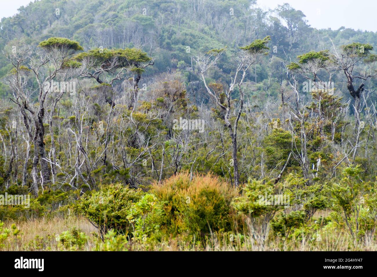 Forest in Chiloe National Park, Chile Stock Photo - Alamy