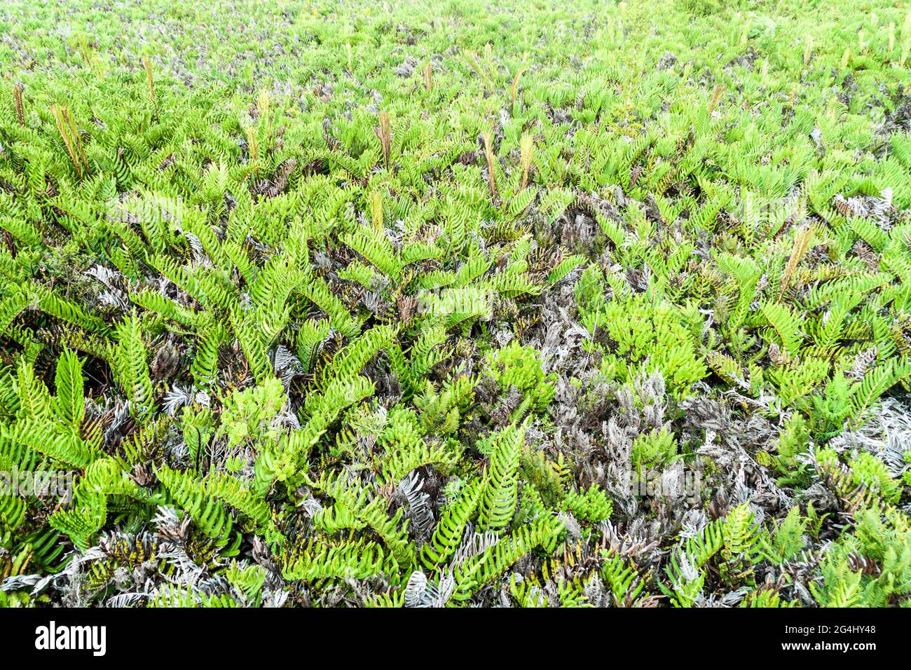 Ferns in Chiloe National Park, Chile Stock Photo - Alamy