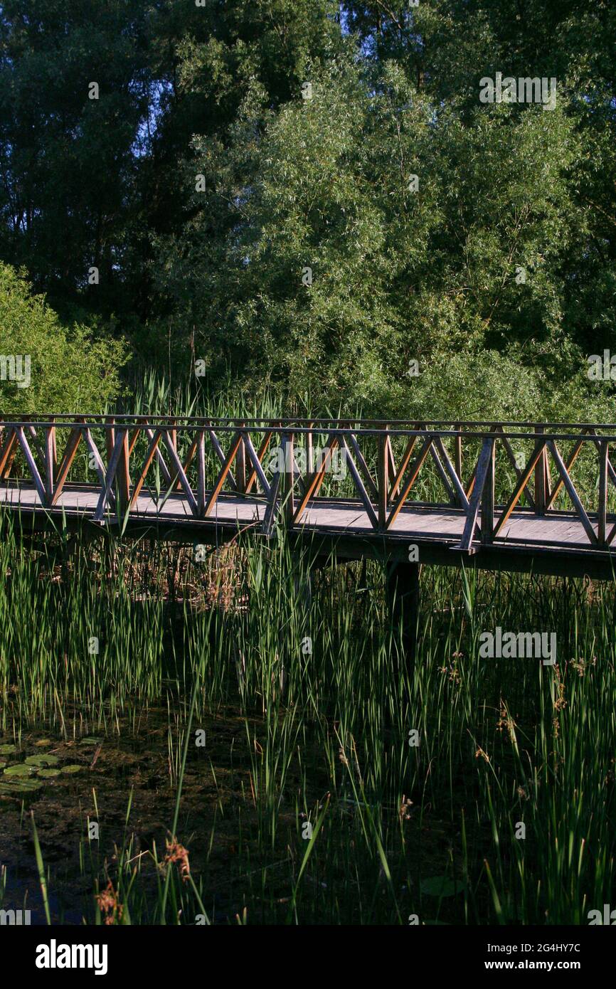 A bridge leading through the swamp Stock Photo - Alamy