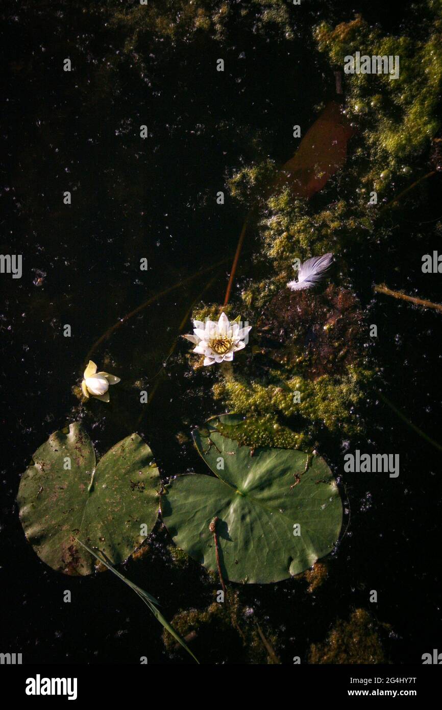 A water lily in the swamp water Stock Photo - Alamy