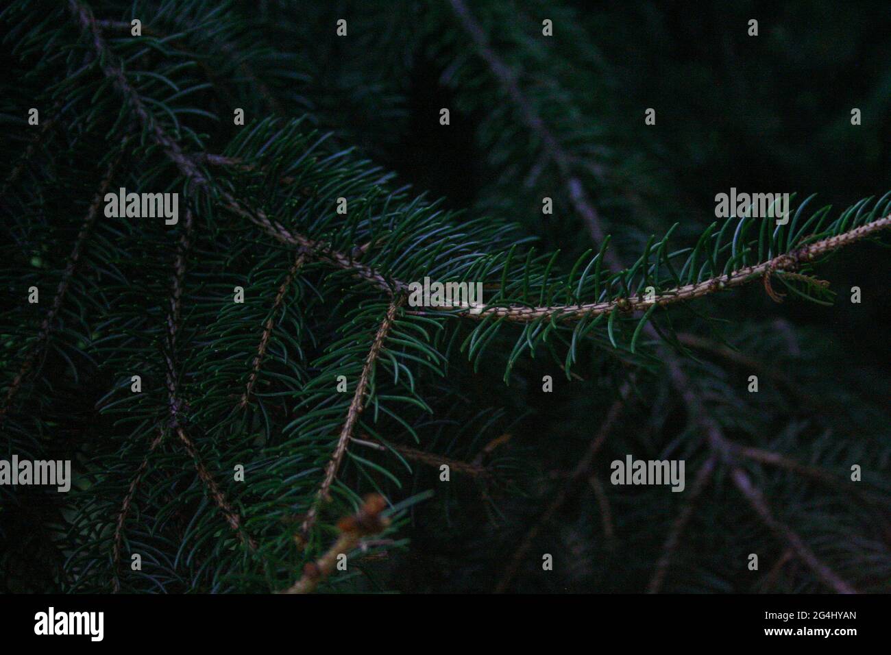 Pine tree branch Stock Photo - Alamy