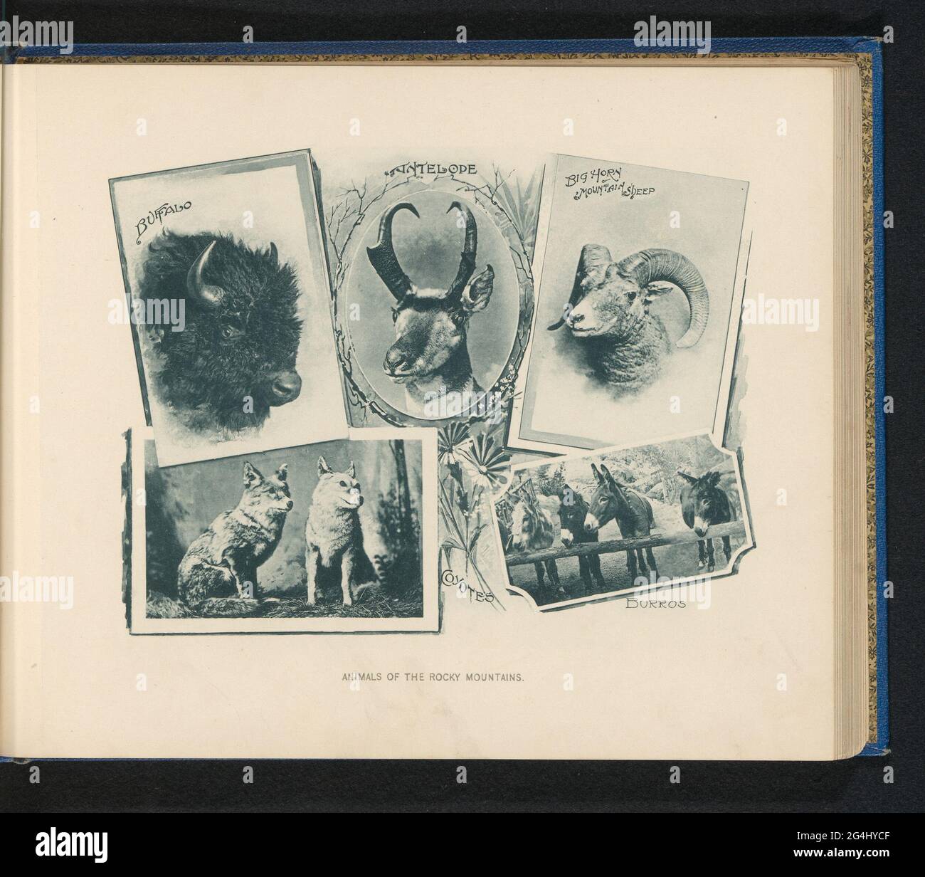 Five animal species that occur in the Rocky Mountains; Animals of the ...