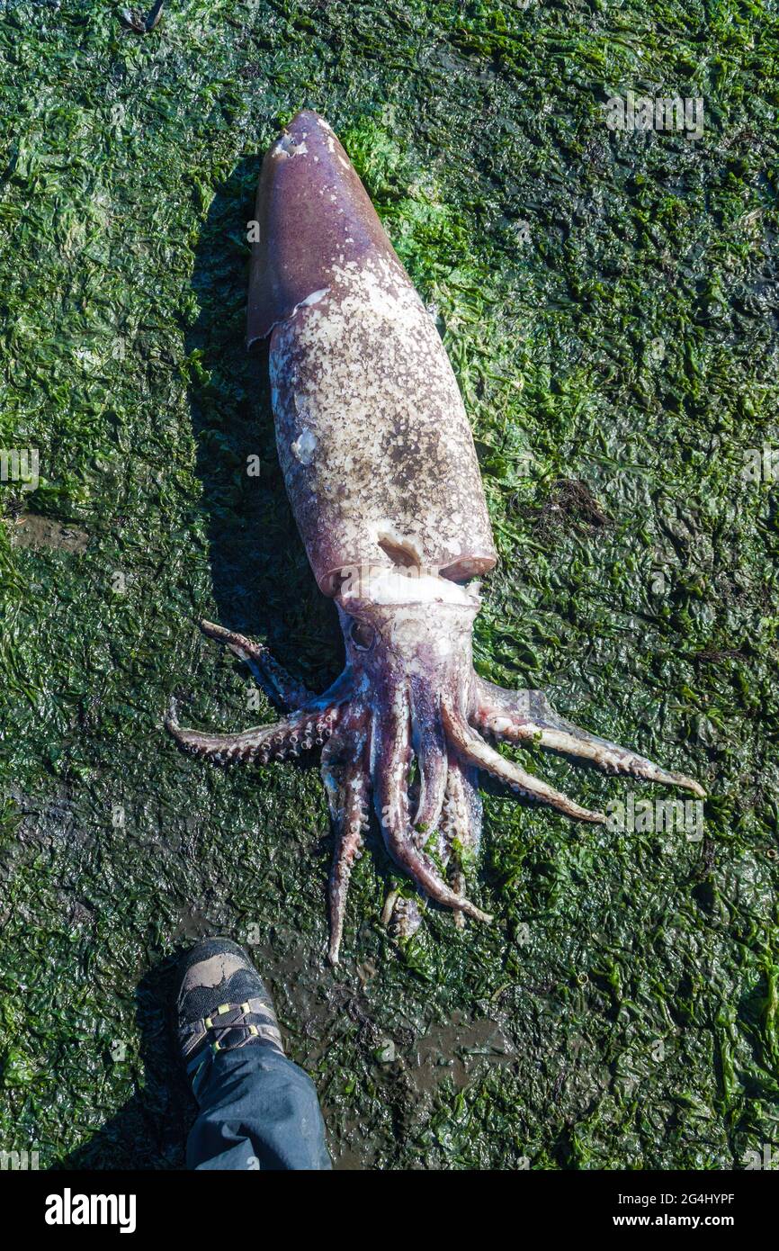 Dead squid on a sea bed during low tide in Castro, Chiloe island, Chile ...