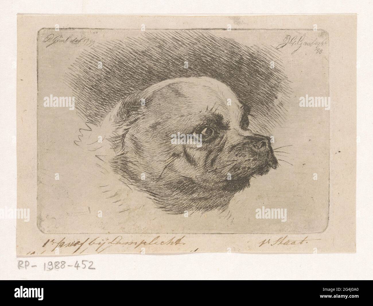 Mop dog hi-res stock photography and images - Alamy