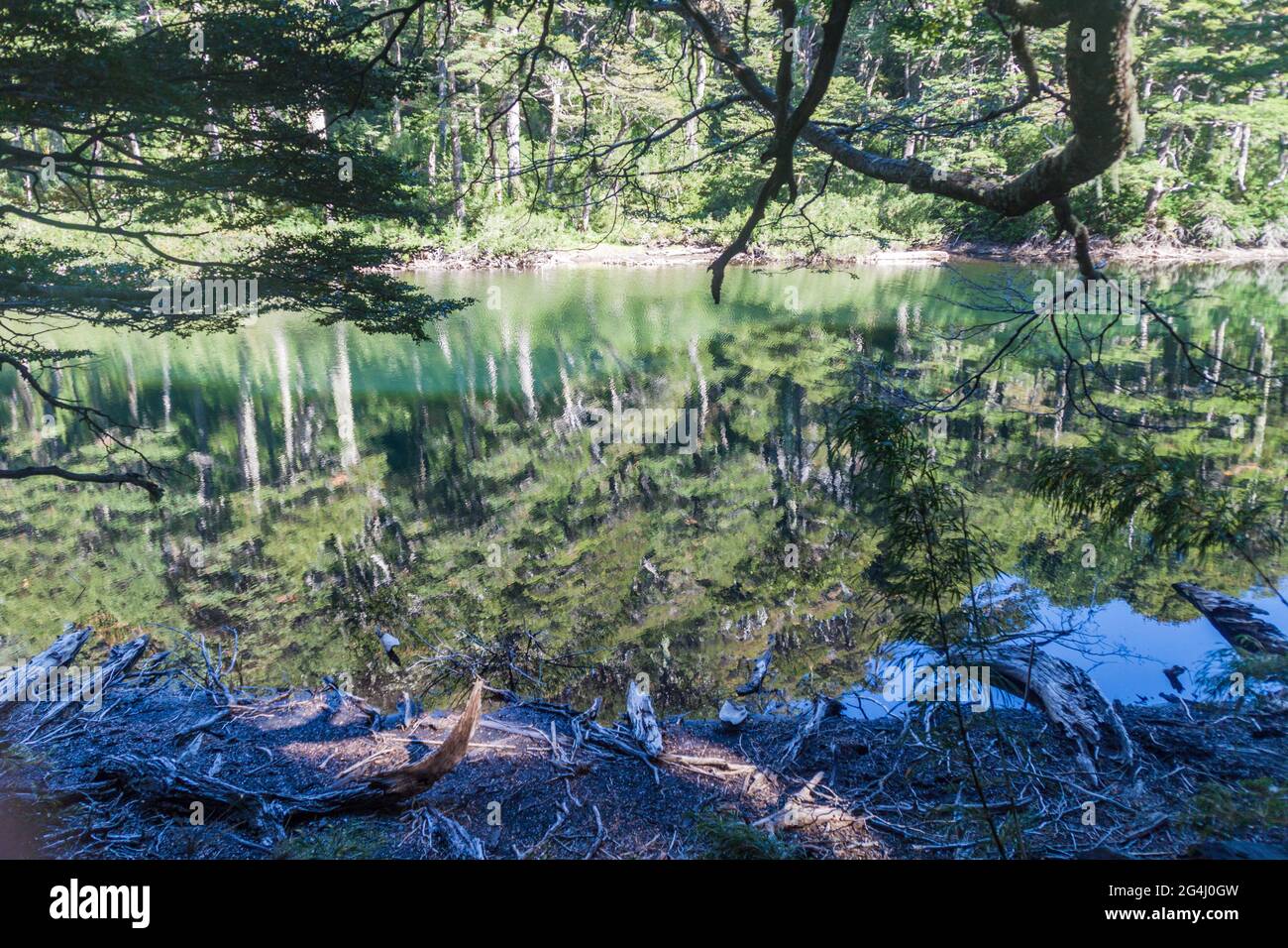 Lago Chico lake in National Park Huerquehue, Chile Stock Photo - Alamy