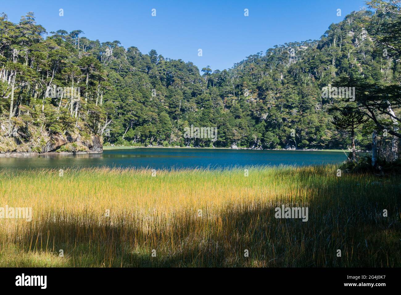 Lago Verde lake in National Park Huerquehue, Chile Stock Photo - Alamy