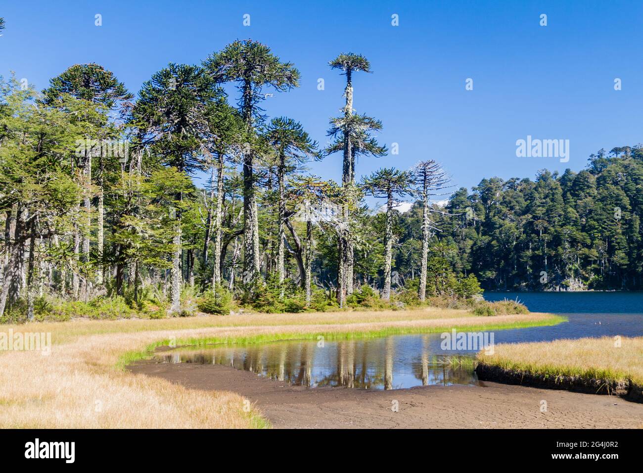 Laguna Toro lake in National Park Huerquehue, Chile Stock Photo - Alamy