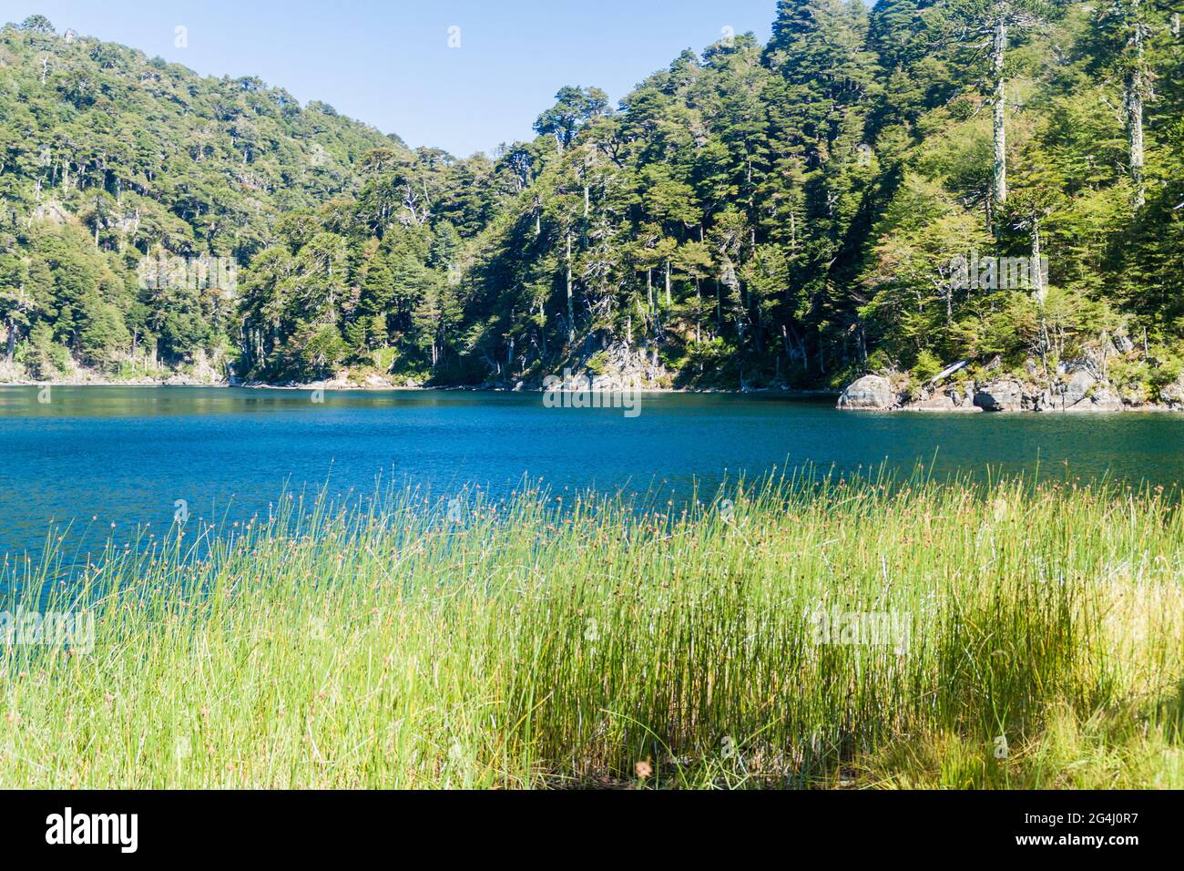 Laguna Toro lake in National Park Huerquehue, Chile Stock Photo - Alamy