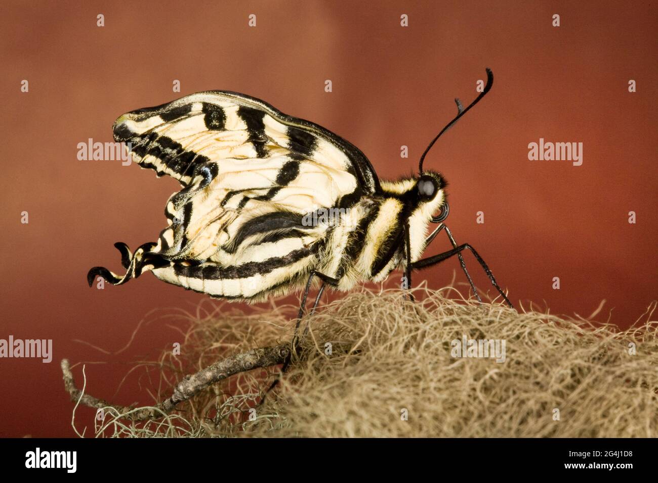 Sick butterfly hi-res stock photography and images - Alamy