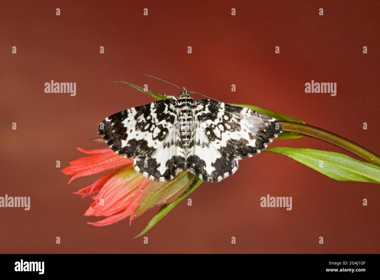 Rheumaptera subhastata hi-res stock photography and images - Alamy