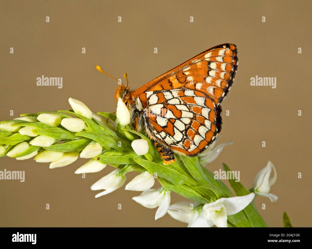 Checkerspot hi-res stock photography and images - Alamy