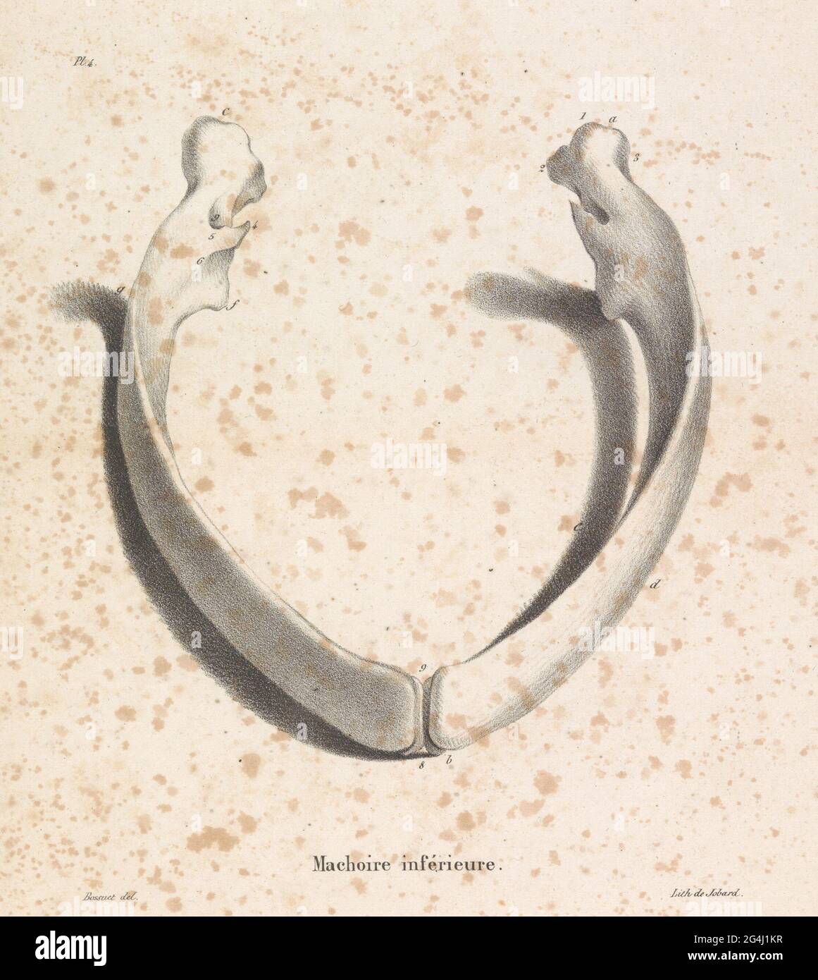 Lower jaw of the whale, 1827; Machoire Inférieur. The lower jaw of the ...